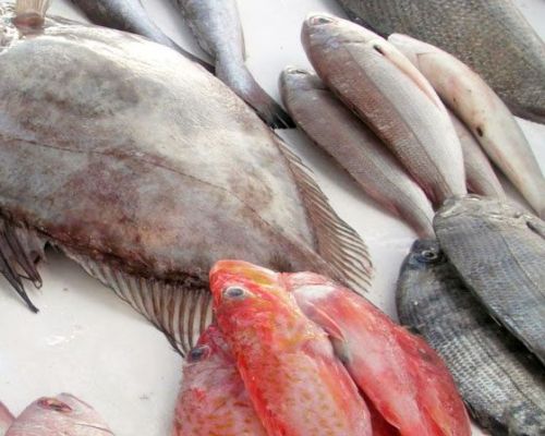 fish classification — Eatwell101