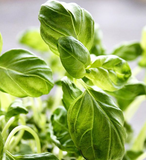 How to using basil in the Kitchen – Health benefits of basil — Eatwell101