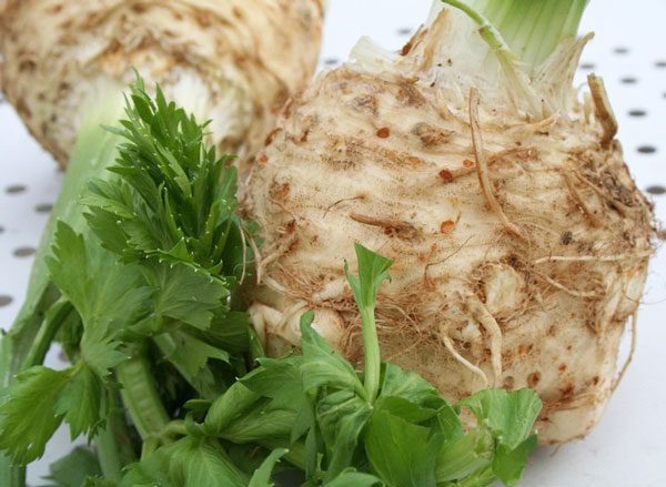 Buying Celeriac — Storing Celery — Cooking Celeriac — Eatwell101