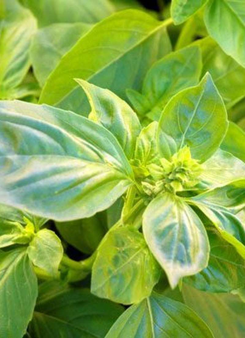 Gardening — Eatwell101